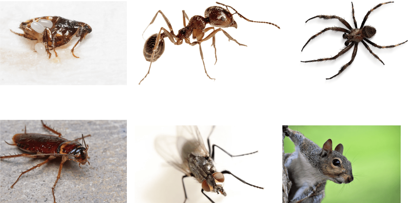 Residential Pest Control | Safe & Effective Solutions