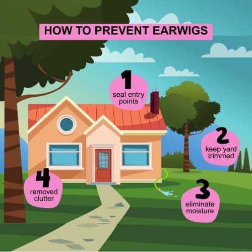 Earwig Prevention Troy Ohio | Cozy Homes with Pink Power